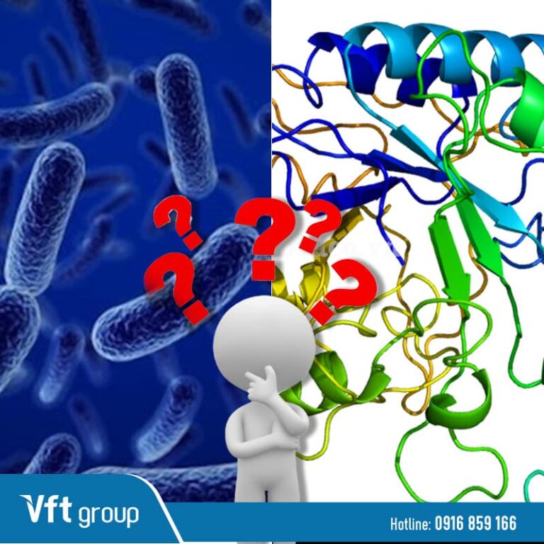 Phân biệt men tiêu hóa và men vi sinh cho tôm - VFT