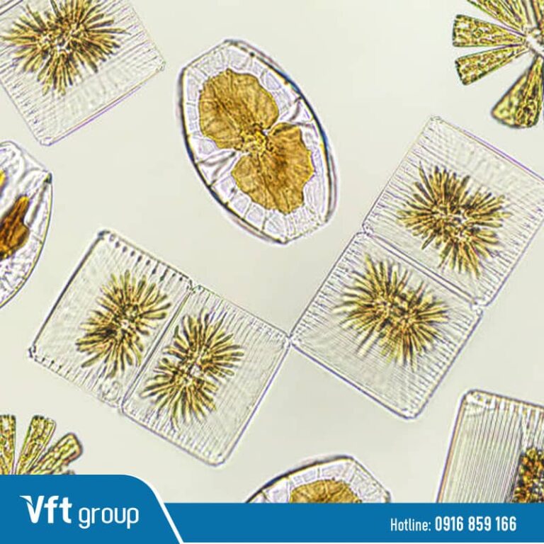 Tổng Quan Về Tảo Silic Trong Ao Tôm - VFT